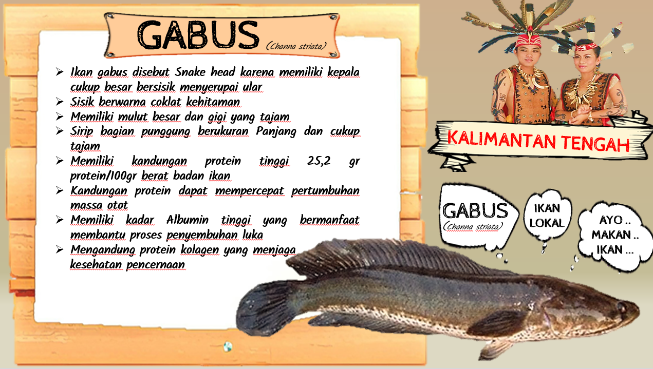 Berita Dislutkan MENGENAL IKAN GABUS (Channa striata)