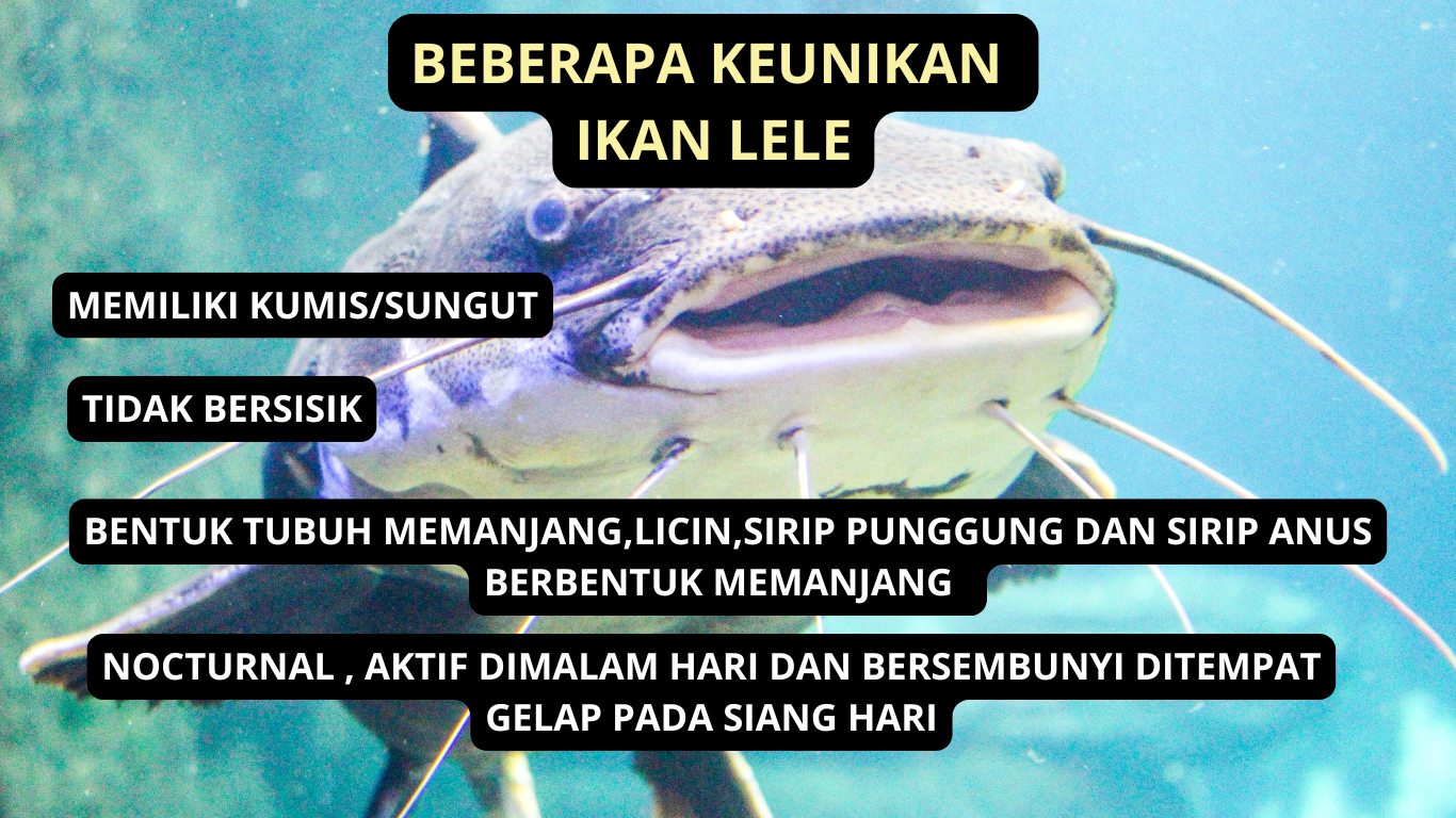 Berita Dislutkan Beberapa Keunikan Ikan Lele