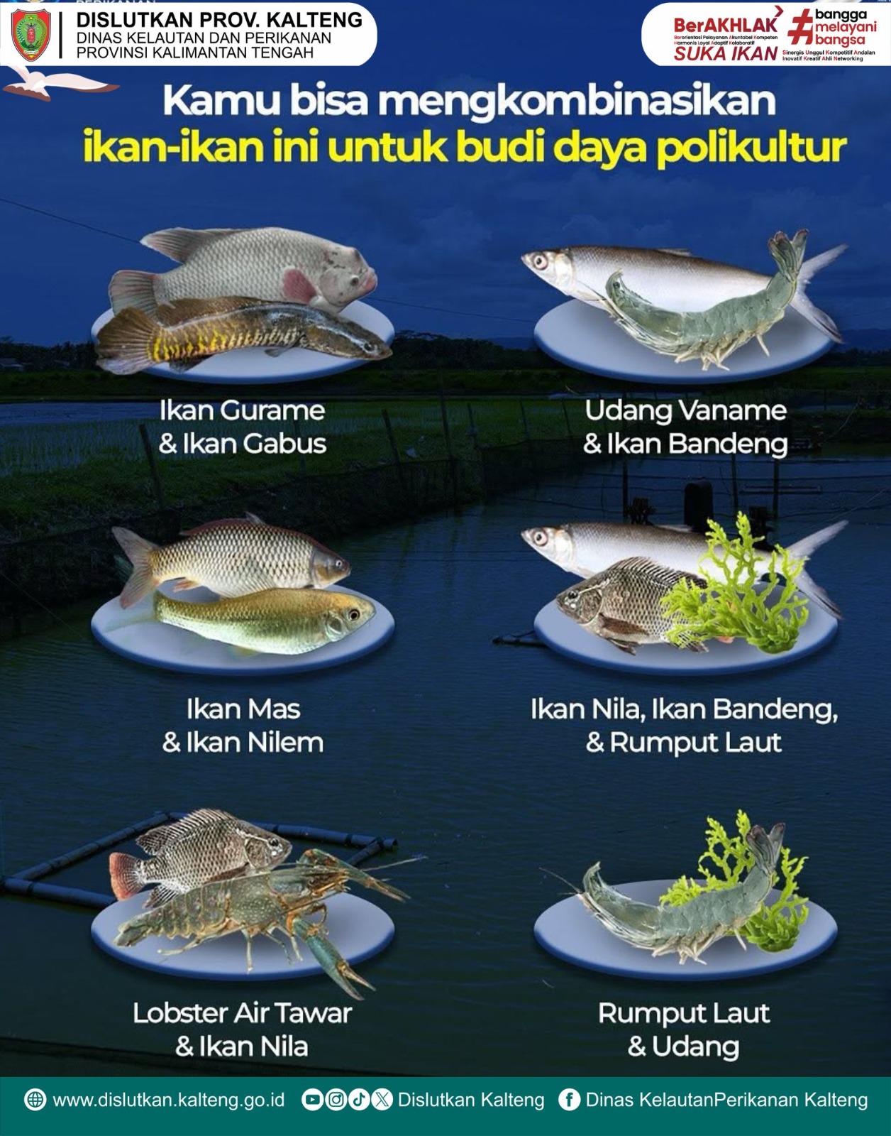 Berita Dislutkan Ikan untuk budidaya polikultur yang bisa dikombinasikan